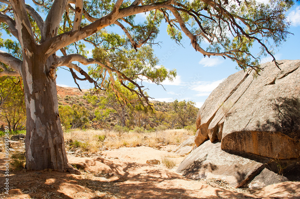 Australian outback with a huge gum tree and rock in a dry landscape ...