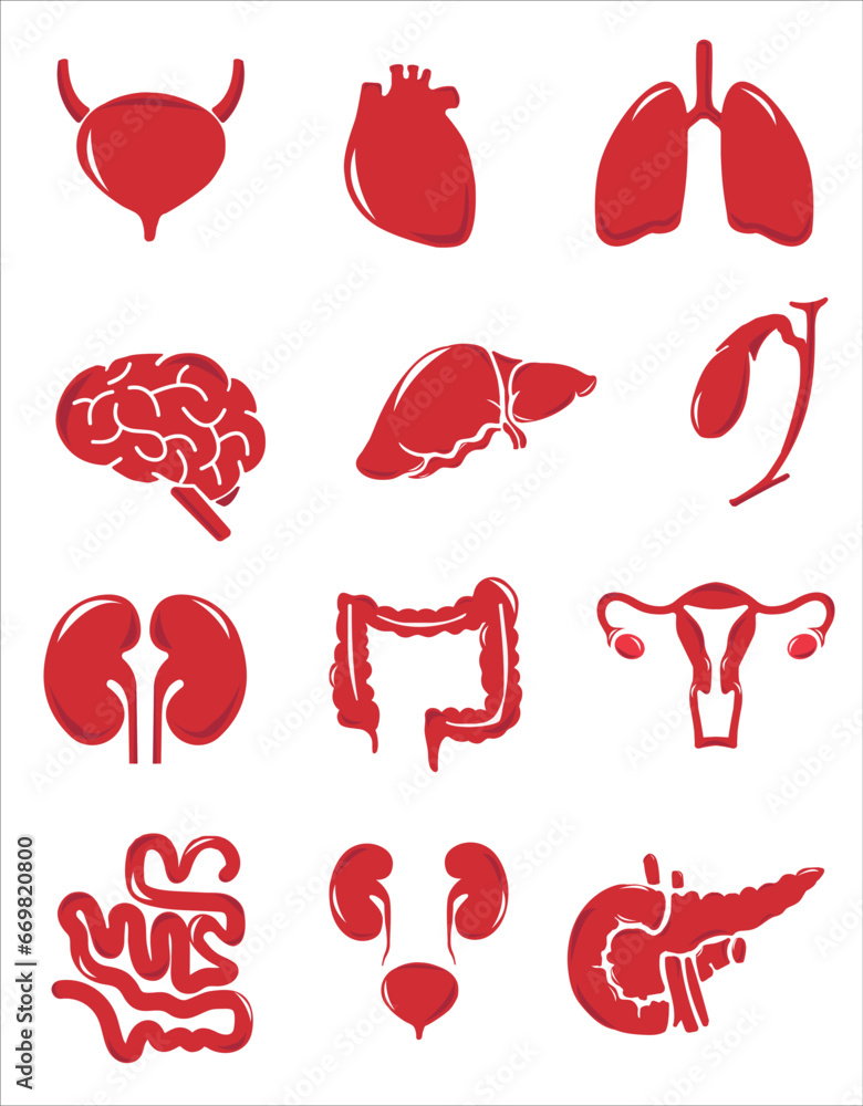 Human internal organs. Vector sketch isolated illustration. Hand drawn ...