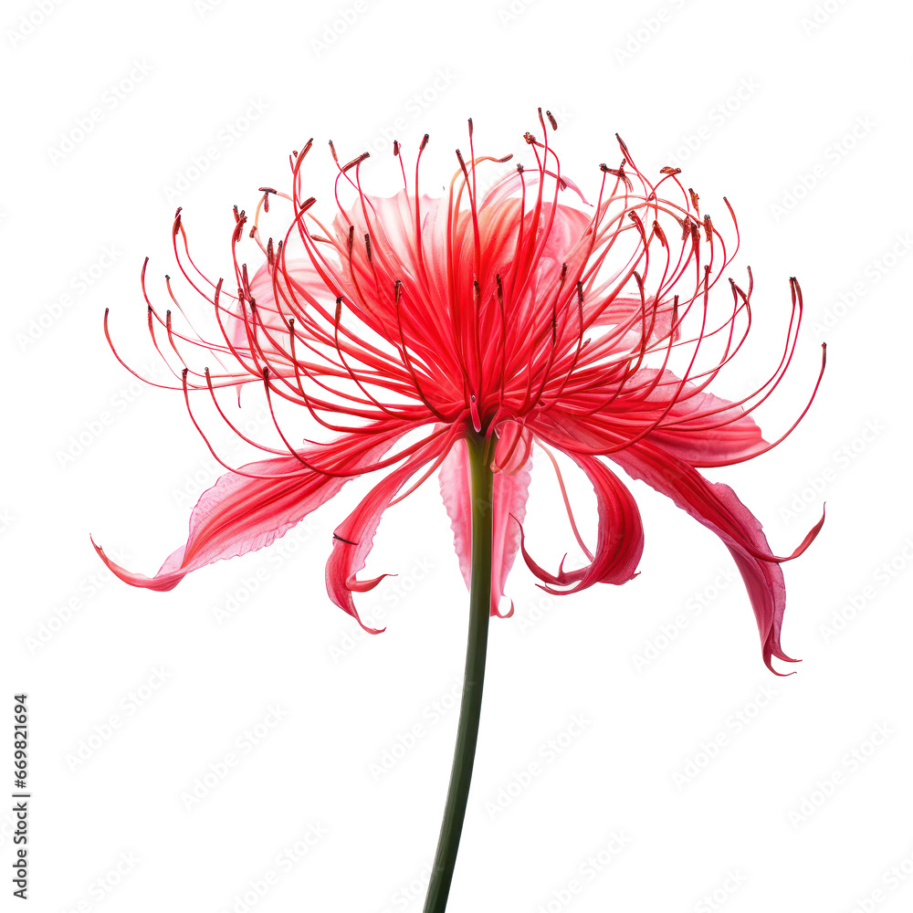 Higanbana,Spider Lily isolated on transparent background,transparency ...