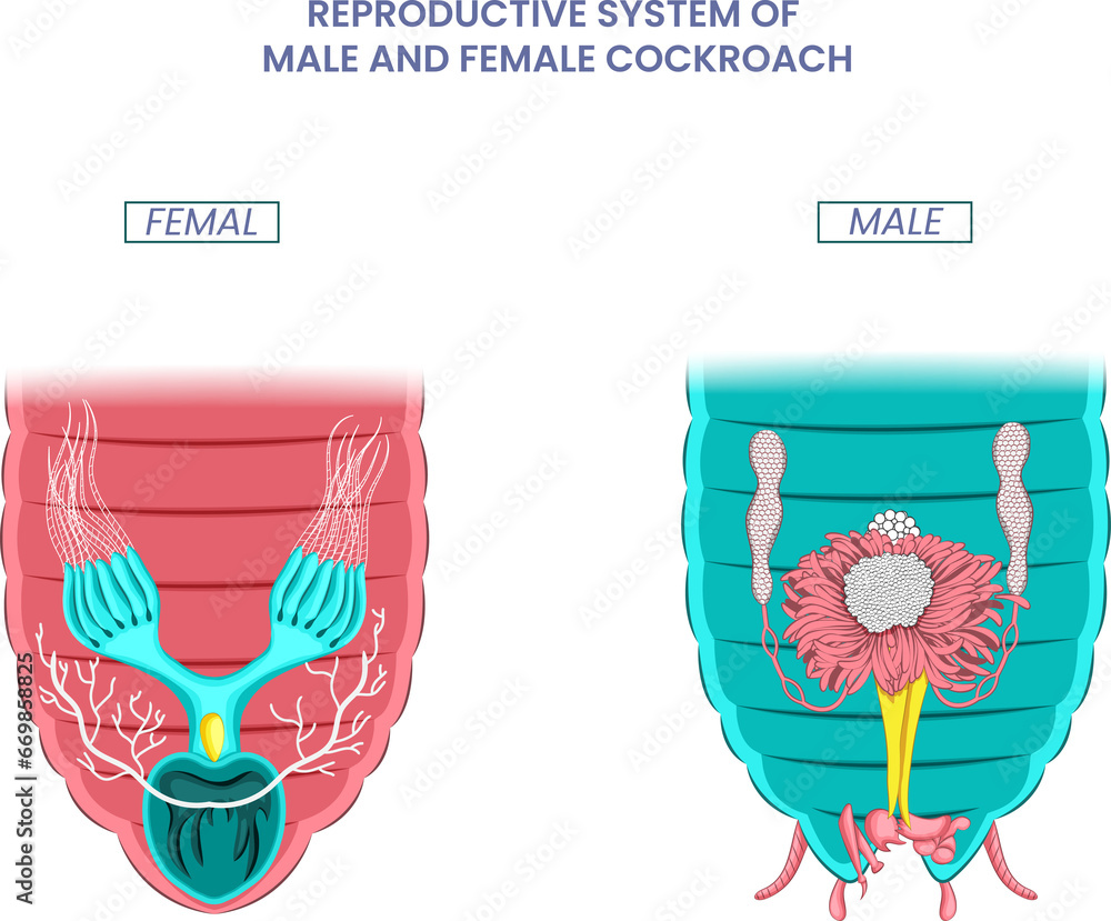 Male and female cockroaches have separate reproductive systems. Males ...
