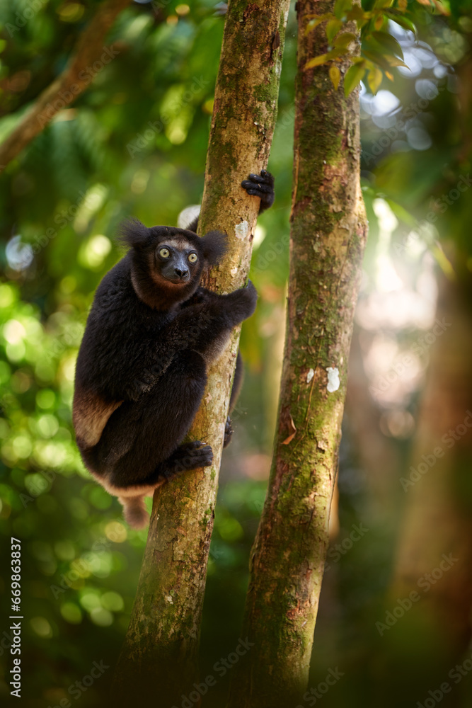 Wildlife Madagascar, indri monkey portrait, Madagascar endemic. Lemur ...