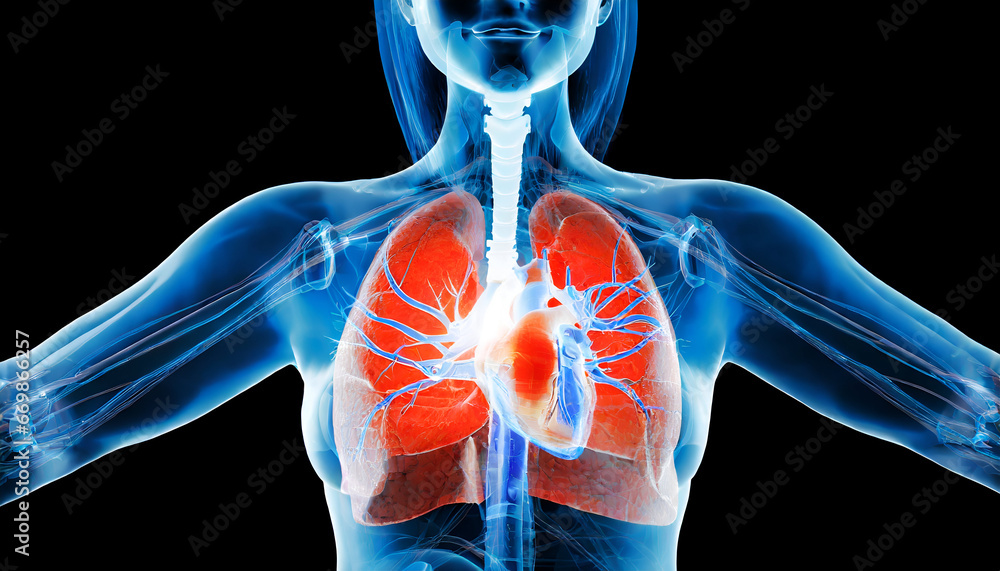 Female anatomy of the human lung system in x-ray. 3d rendering and ...