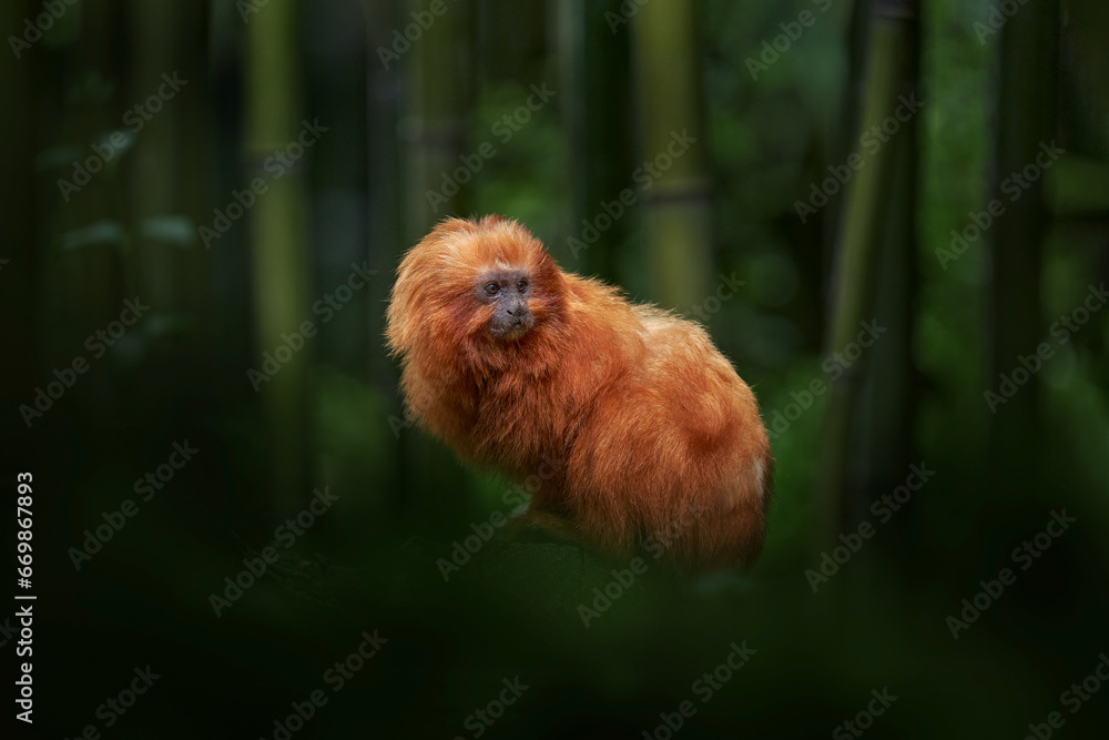 Small Golden-headed lion tamarin on bamboo tree in junge, wildlife ...