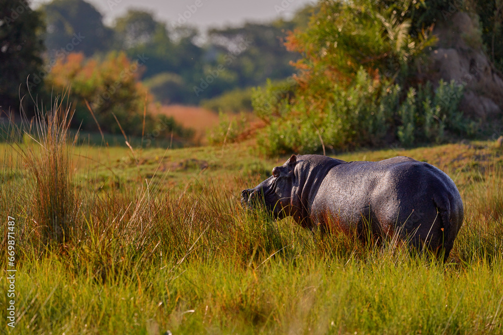 Africa, wildlife, Hippo i green grass, wet season, danger animal in the ...