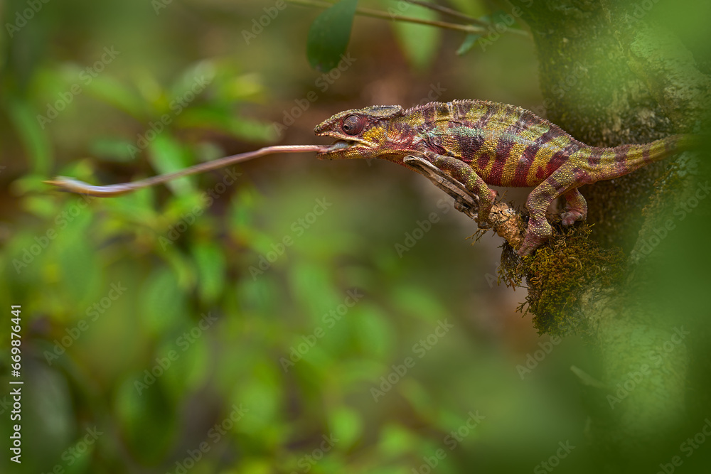 Panther chameleon catch insect on tree branch, Furcifer pardalis ...