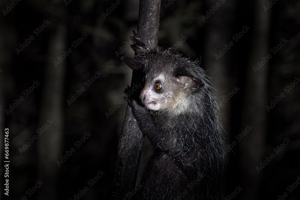 Aye-aye, Daubentonia madagascariensis, night animal in Madagascar. Aye ...