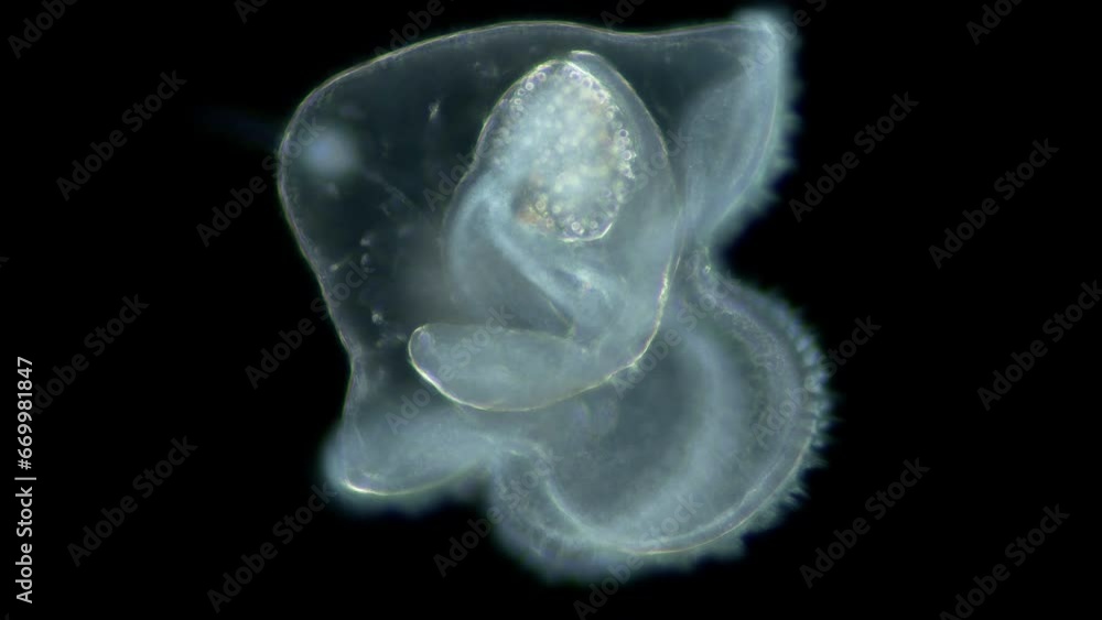 Pilidium larva of worm Heteronemertea under microscope, genus ...