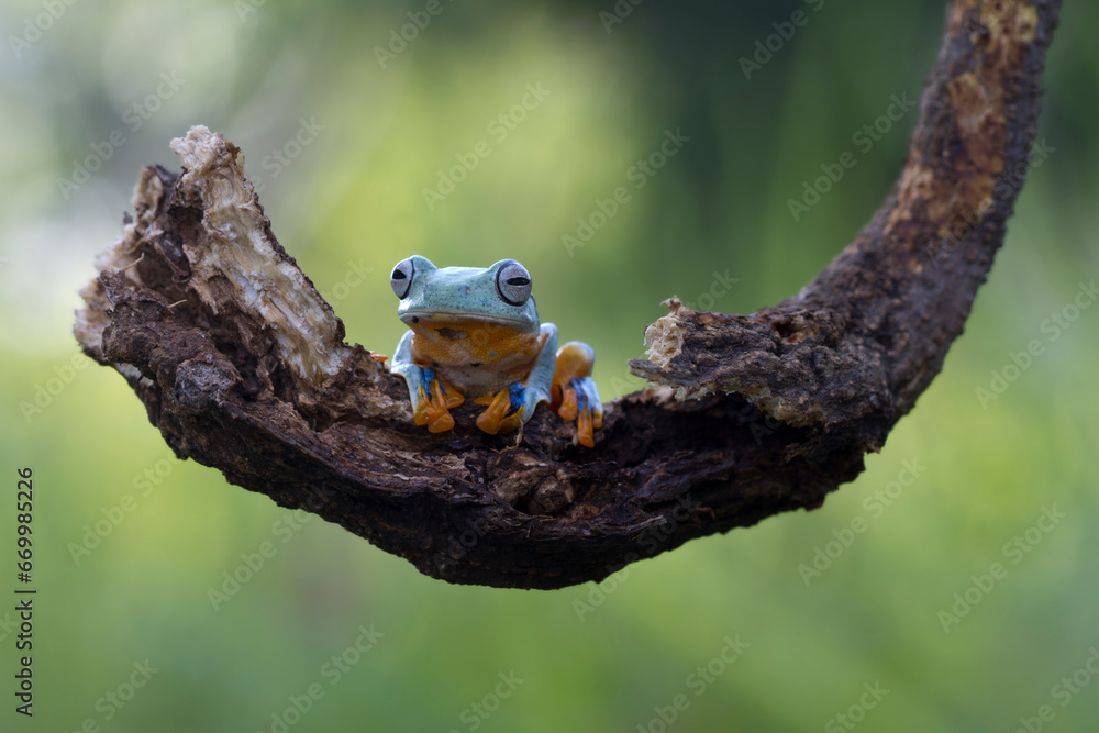Tree frog on branch, Gliding frog (Rhacophorus reinwardtii) sitting on ...