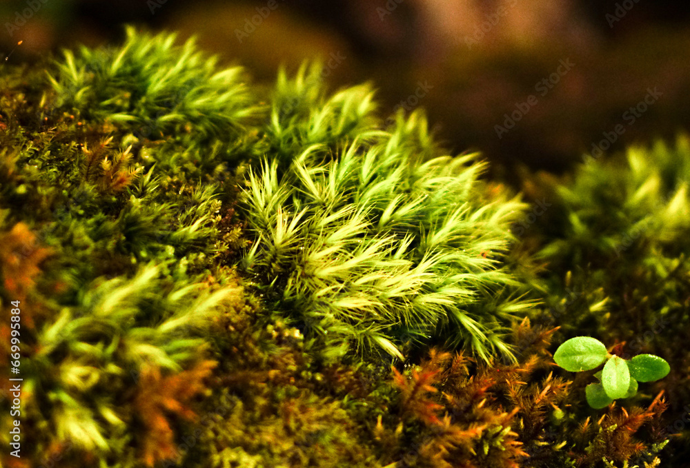Mosses in the jungle in Sa Mu Son La, Vietnam Stock Photo | Adobe Stock