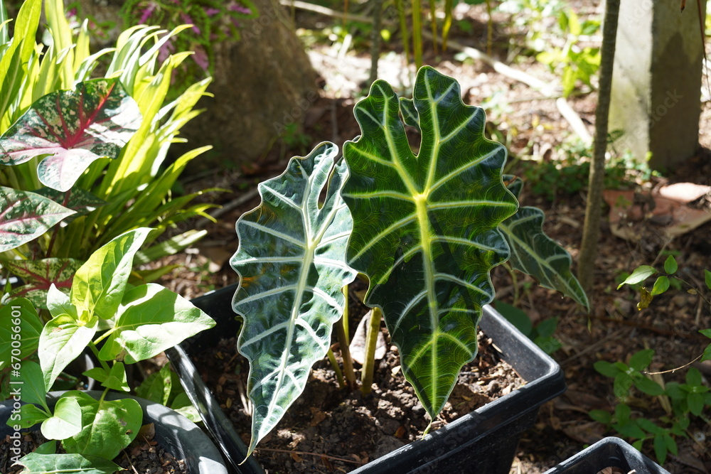 Alocasia macrorrhizos variegata at farm garden. Stock Photo | Adobe Stock