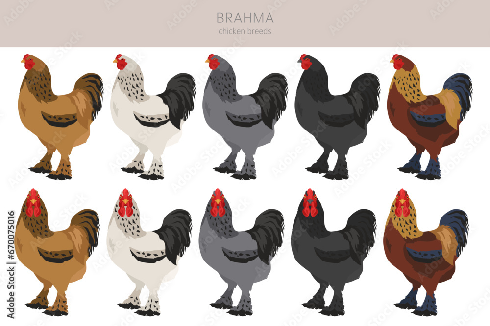 Brahma Chicken breeds clipart. Poultry and farm animals. Different ...