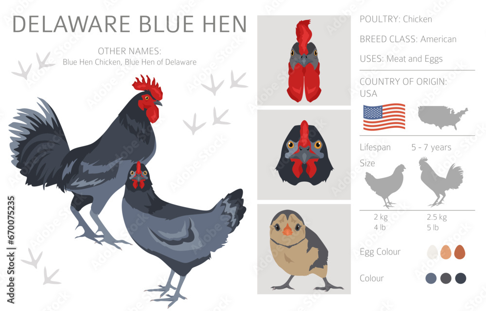 Delaware Blue Hen Chicken breeds clipart. Poultry and farm animals ...