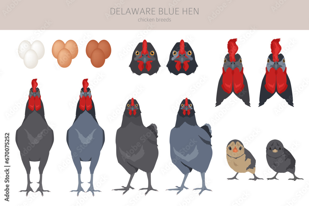 Delaware Blue Hen Chicken breeds clipart. Poultry and farm animals ...