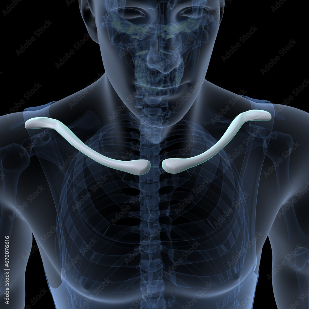 male skeleton ribs,sacrum,lumbar vertebrae,scapula and sternum anatomy ...