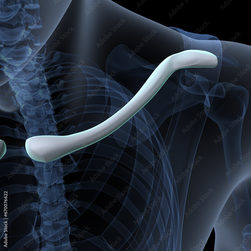 male skeleton ribs,sacrum,lumbar vertebrae,scapula and sternum anatomy ...