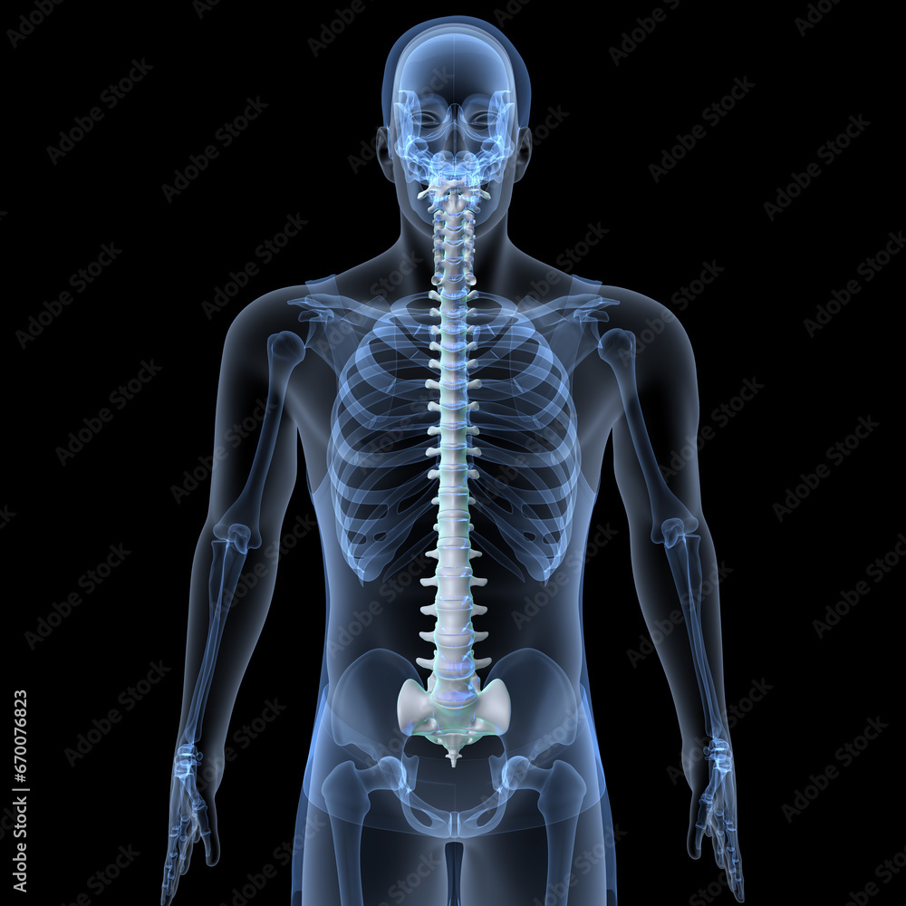 male skeleton ribs,sacrum,lumbar vertebrae,scapula and sternum anatomy ...