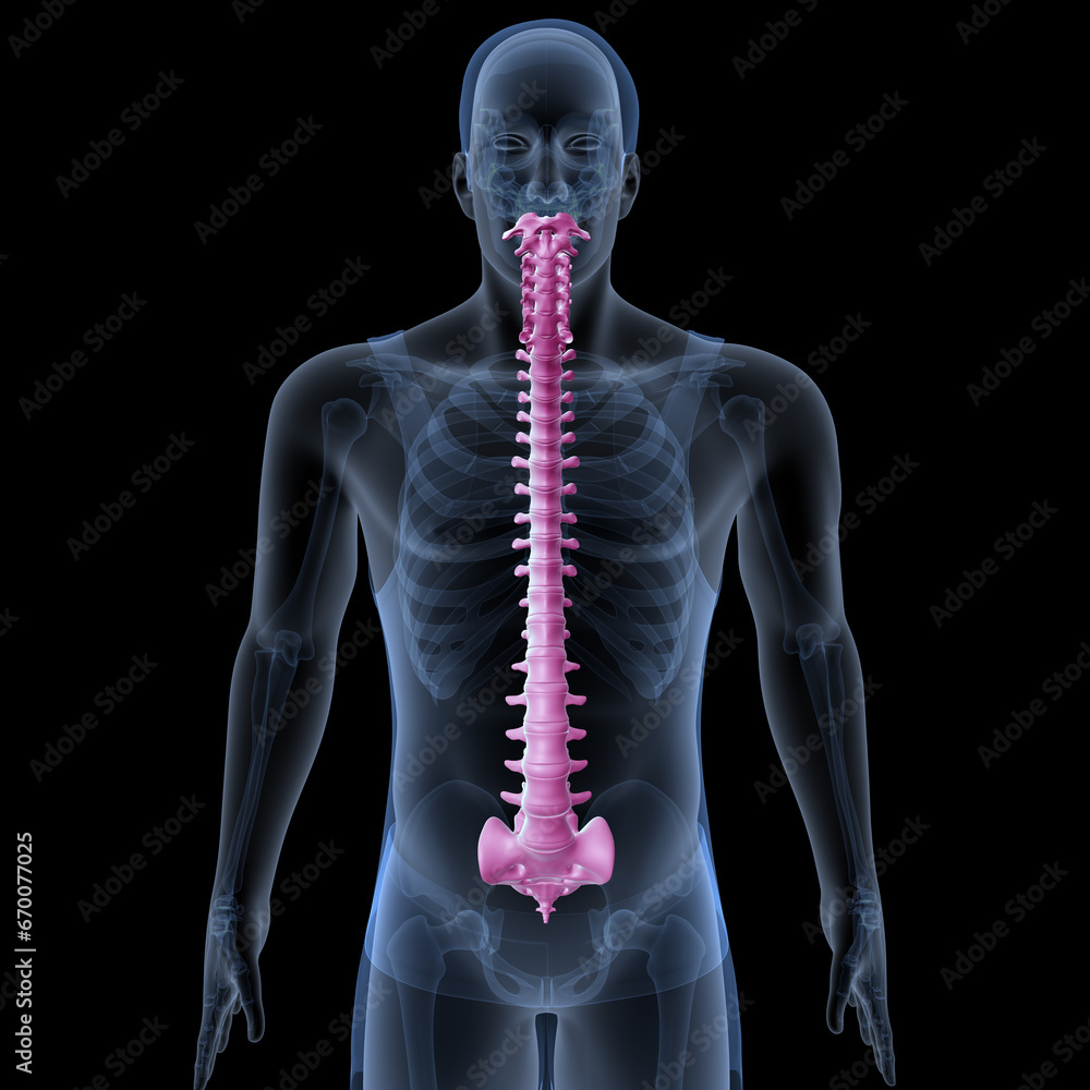 male human body spine, backbone, vertebrae and sacrum anatomy. 3d ...