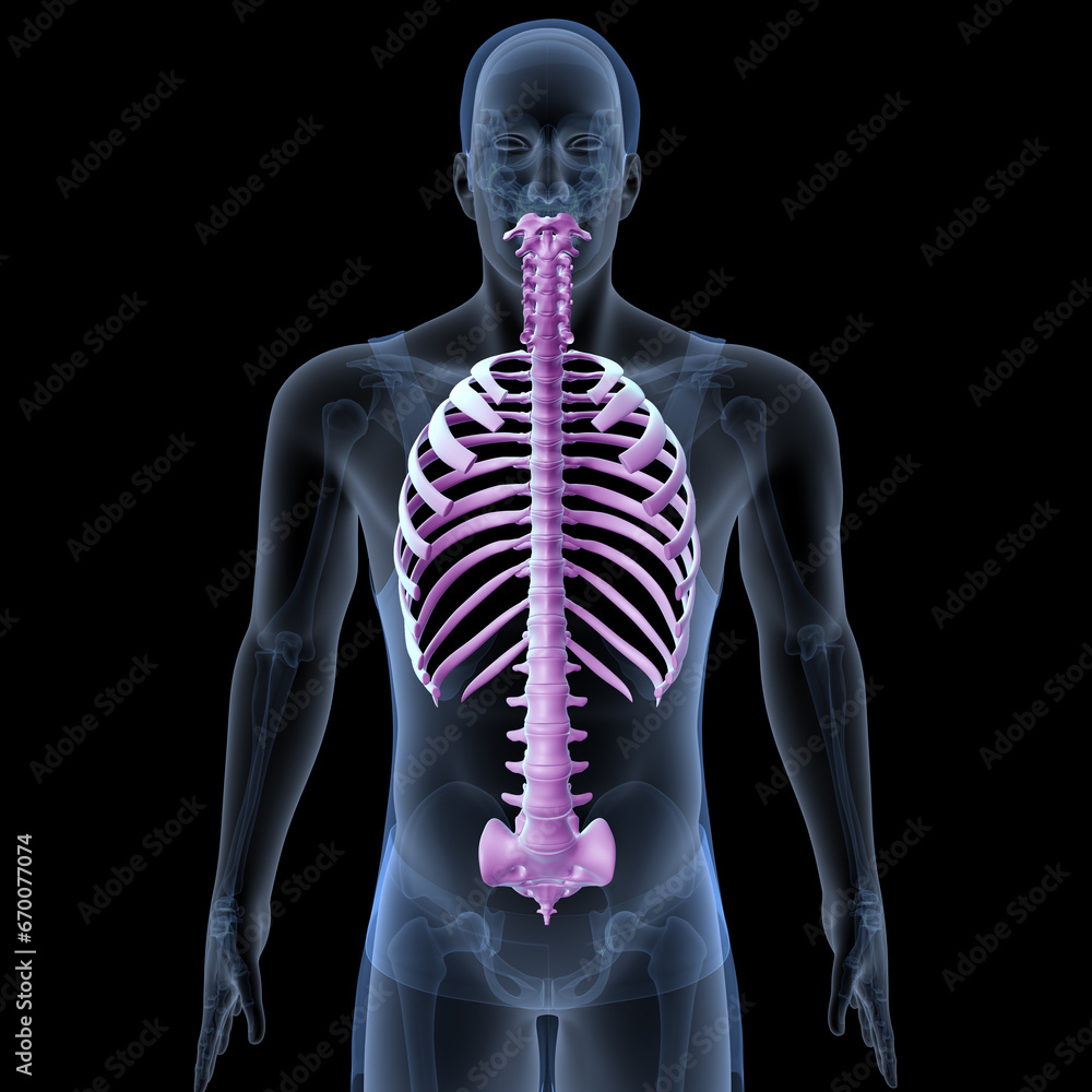 male human body spine, backbone, vertebrae and sacrum anatomy. 3d ...
