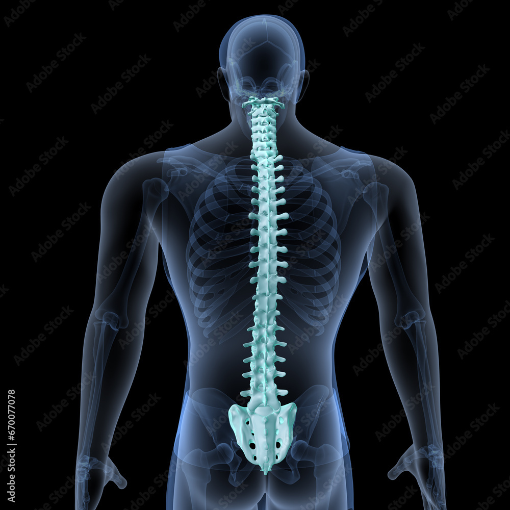 male human body spine, backbone, vertebrae and sacrum anatomy. 3d ...
