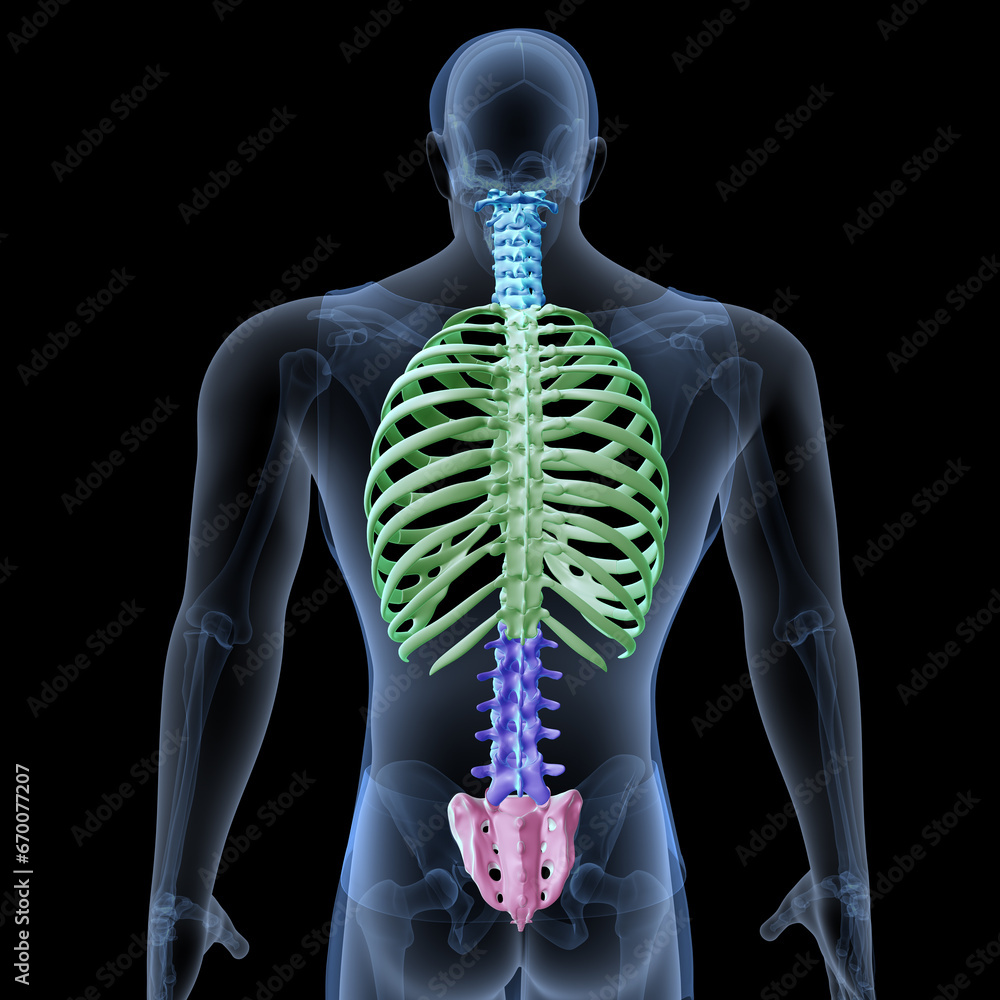 male human body spine, backbone, vertebrae and sacrum anatomy. 3d ...