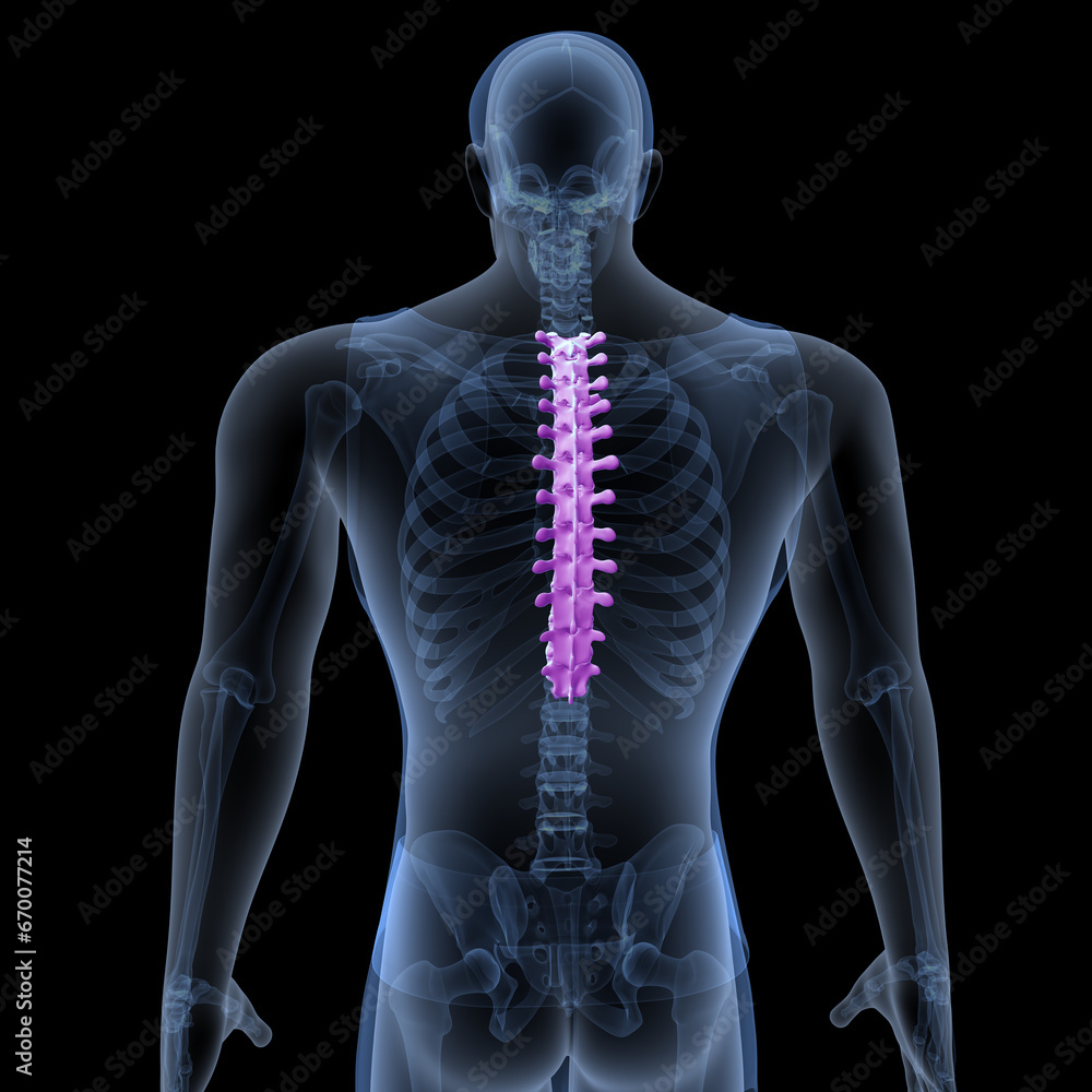 male human body spine, backbone, vertebrae and sacrum anatomy. 3d ...