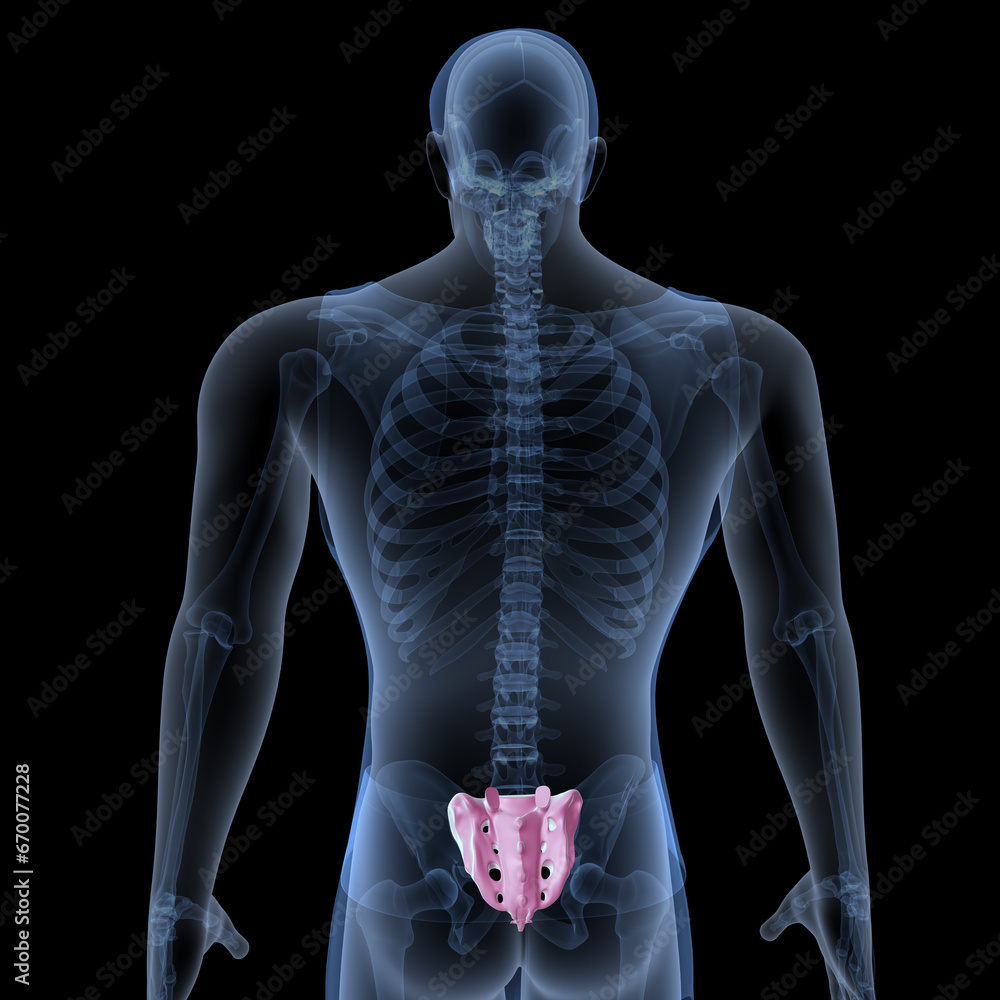 male human body spine, backbone, vertebrae and sacrum anatomy. 3d ...