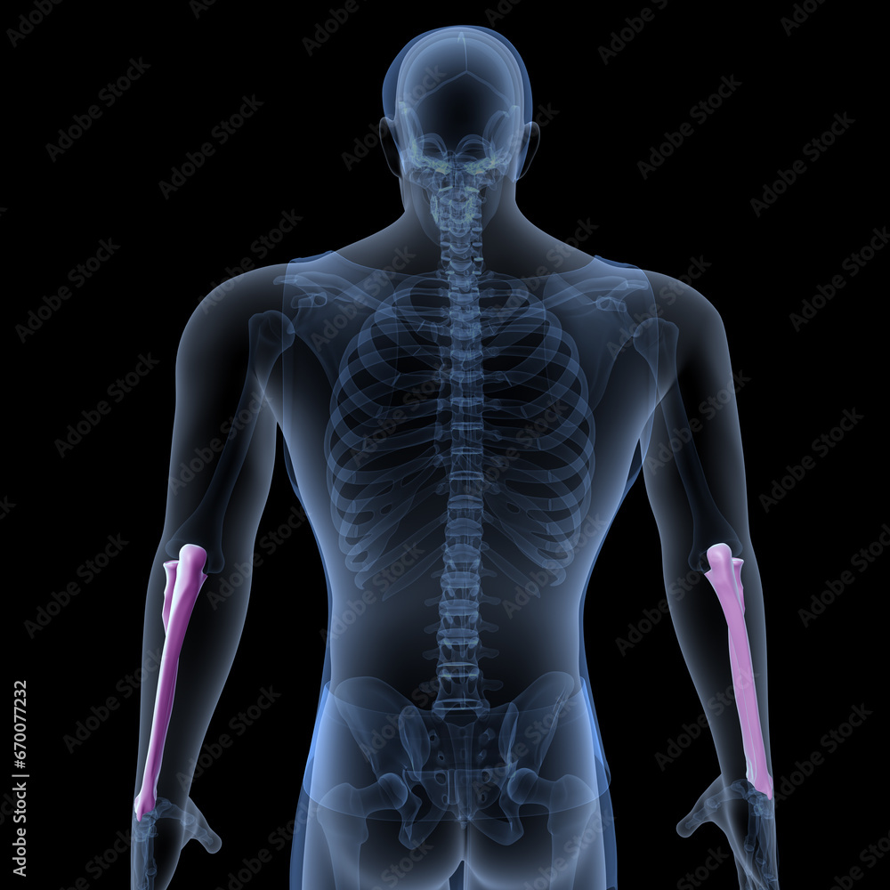 male human body spine, backbone, vertebrae and sacrum anatomy. 3d ...
