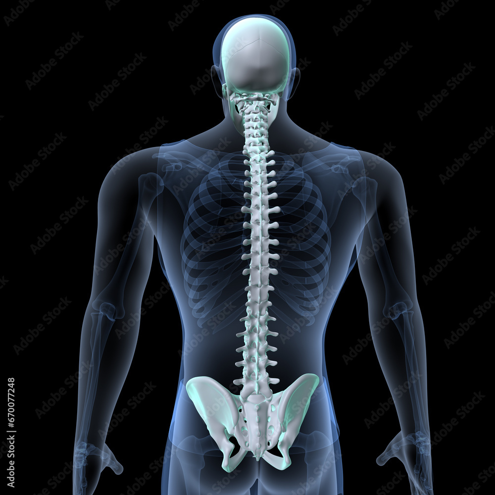 male human body spine, backbone, vertebrae and sacrum anatomy. 3d ...