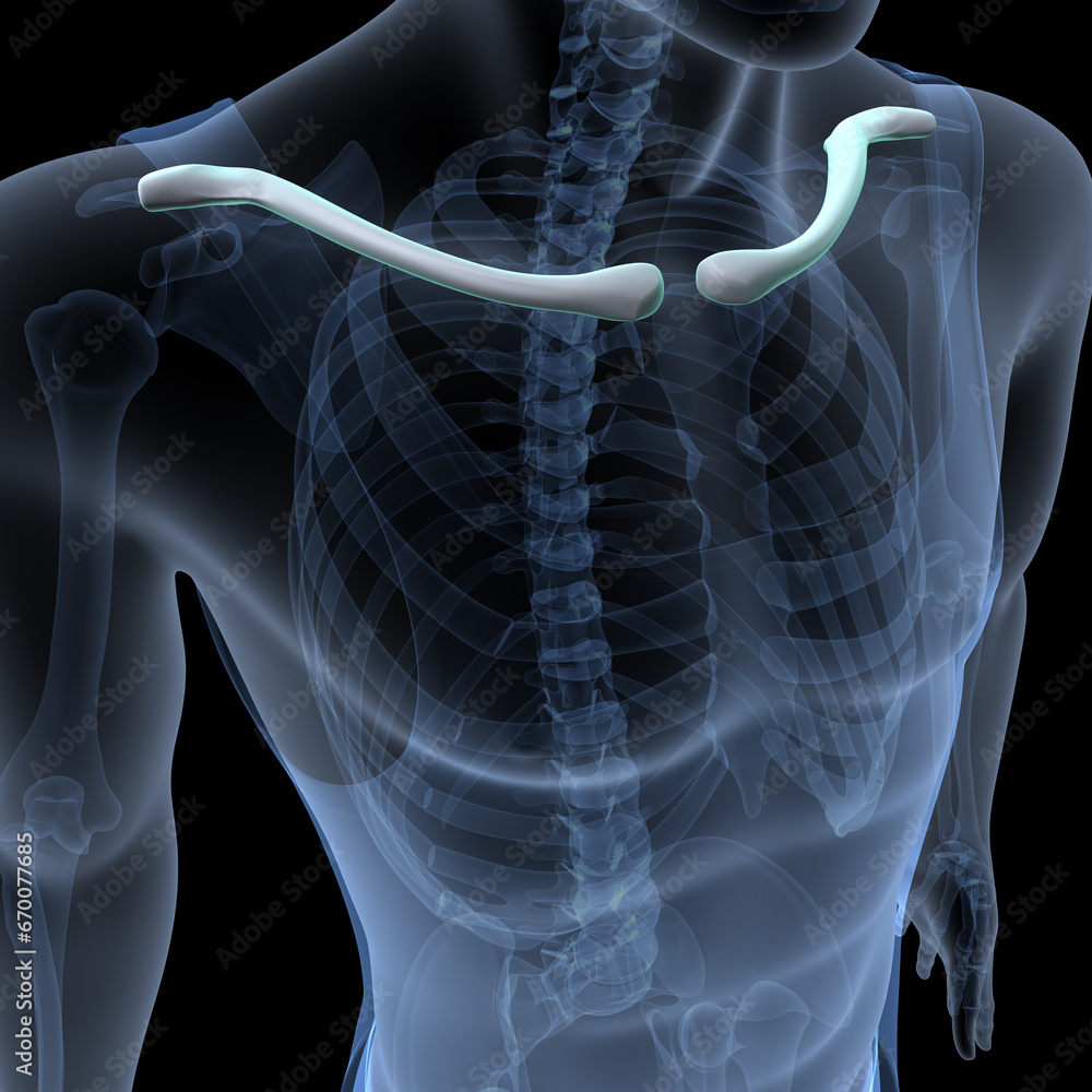human skeleton scapula,ribs,sternum and manubrium anatomy. 3d ...