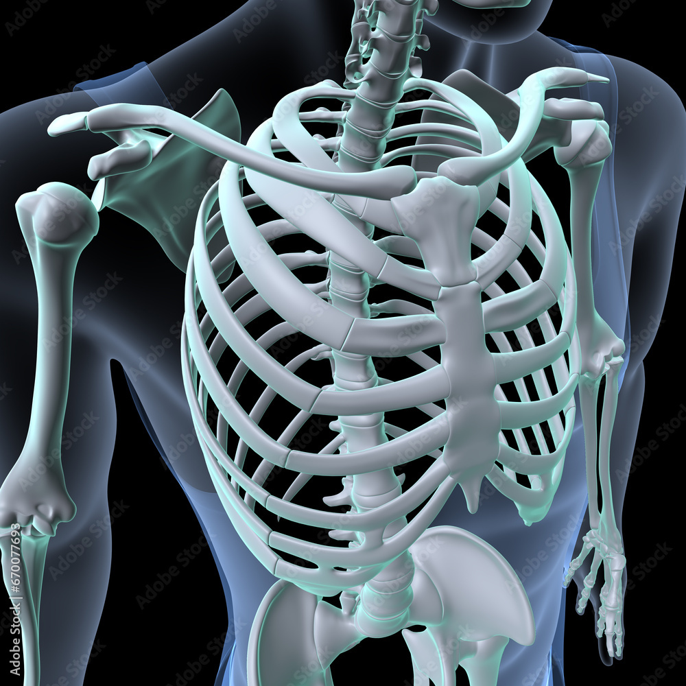 human skeleton scapula,ribs,sternum and manubrium anatomy. 3d ...