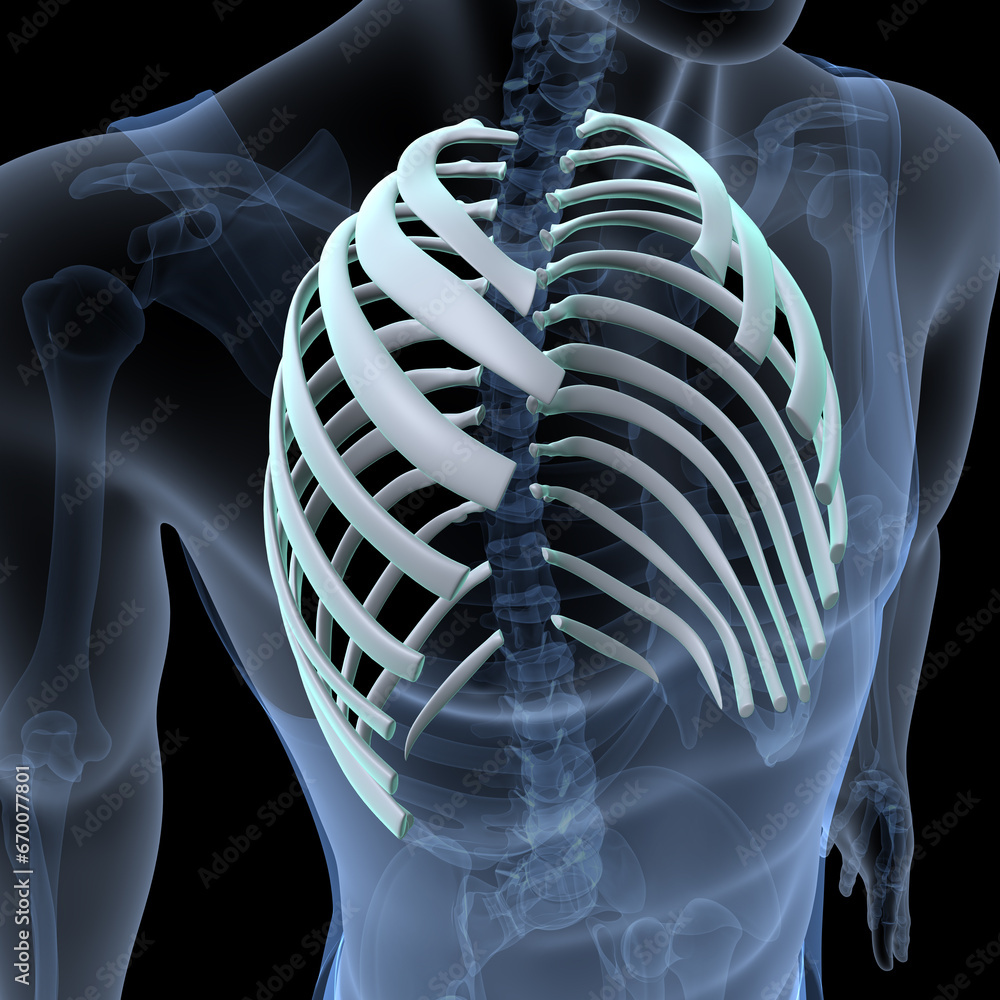 human skeleton scapula,ribs,sternum and manubrium anatomy. 3d ...