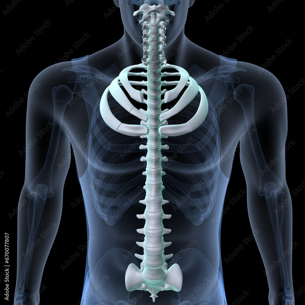 human skeleton scapula,ribs,sternum and manubrium anatomy. 3d ...