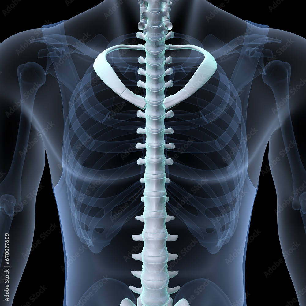 human skeleton scapula,ribs,sternum and manubrium anatomy. 3d ...