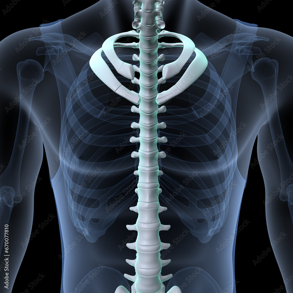 human skeleton scapula,ribs,sternum and manubrium anatomy. 3d ...