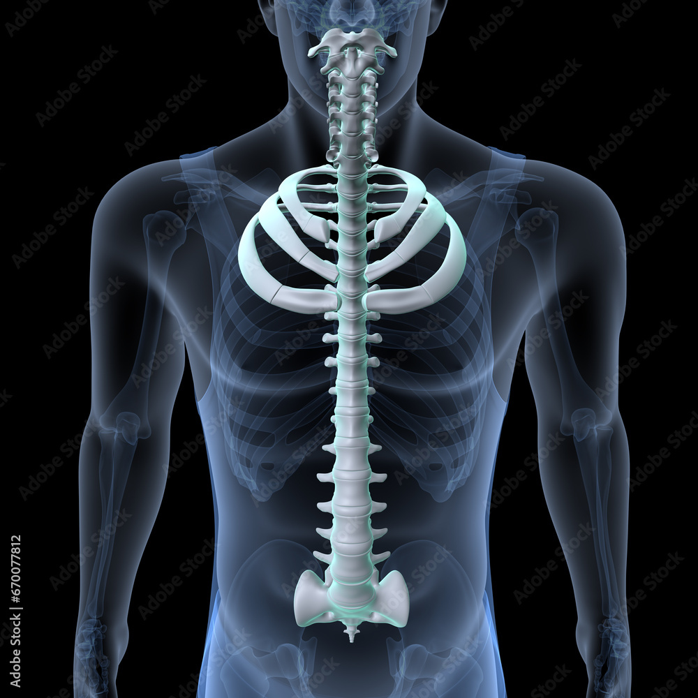 human skeleton scapula,ribs,sternum and manubrium anatomy. 3d ...