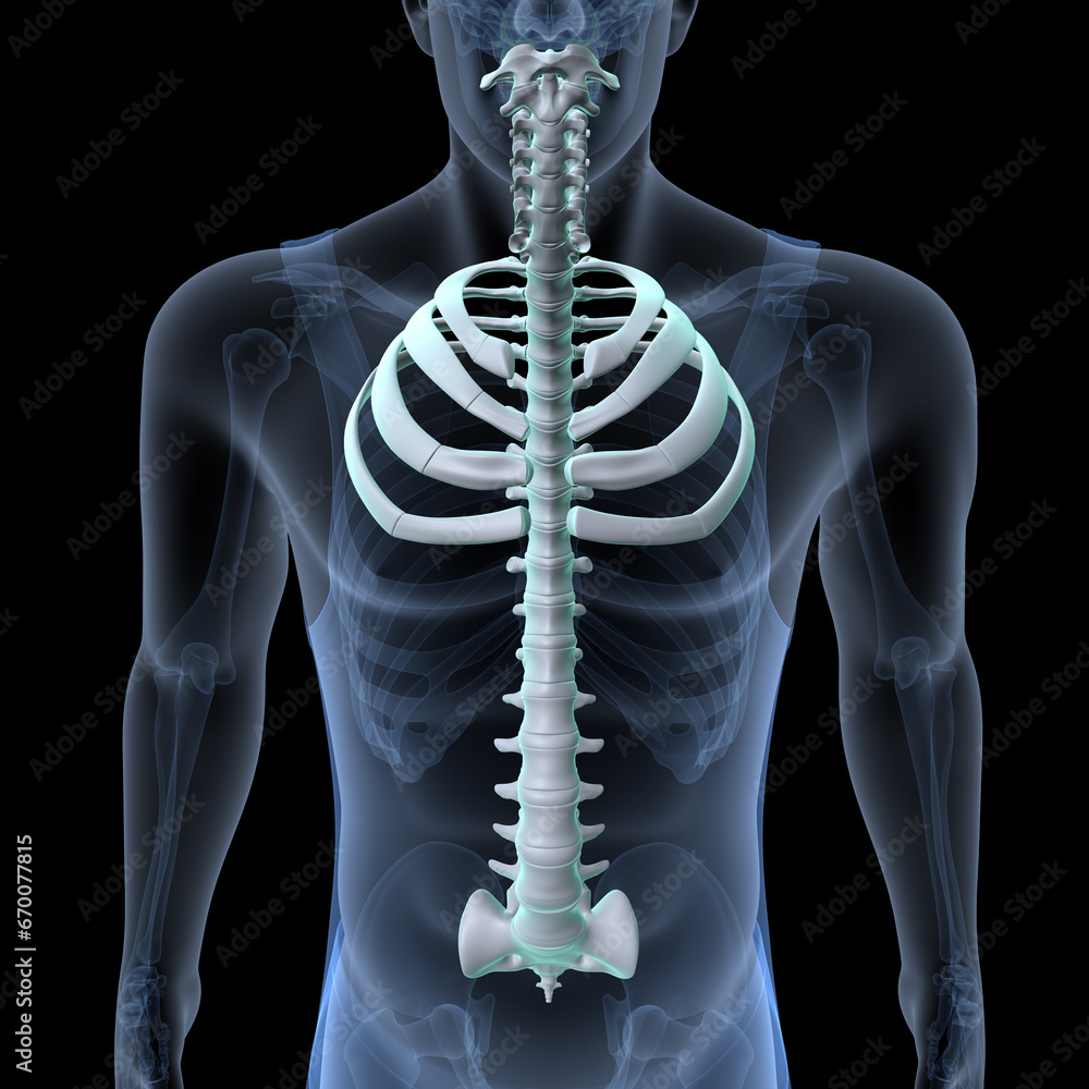 human skeleton scapula,ribs,sternum and manubrium anatomy. 3d ...