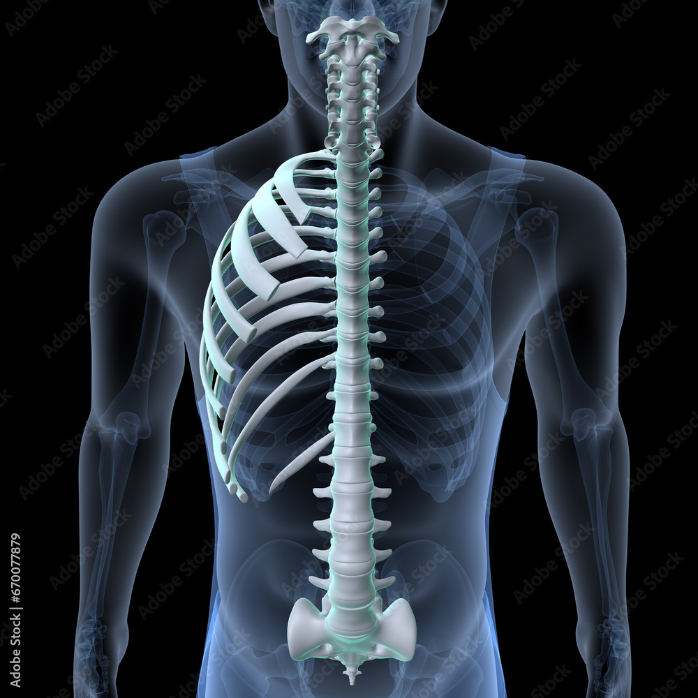 human skeleton scapula,ribs,sternum and manubrium anatomy. 3d ...