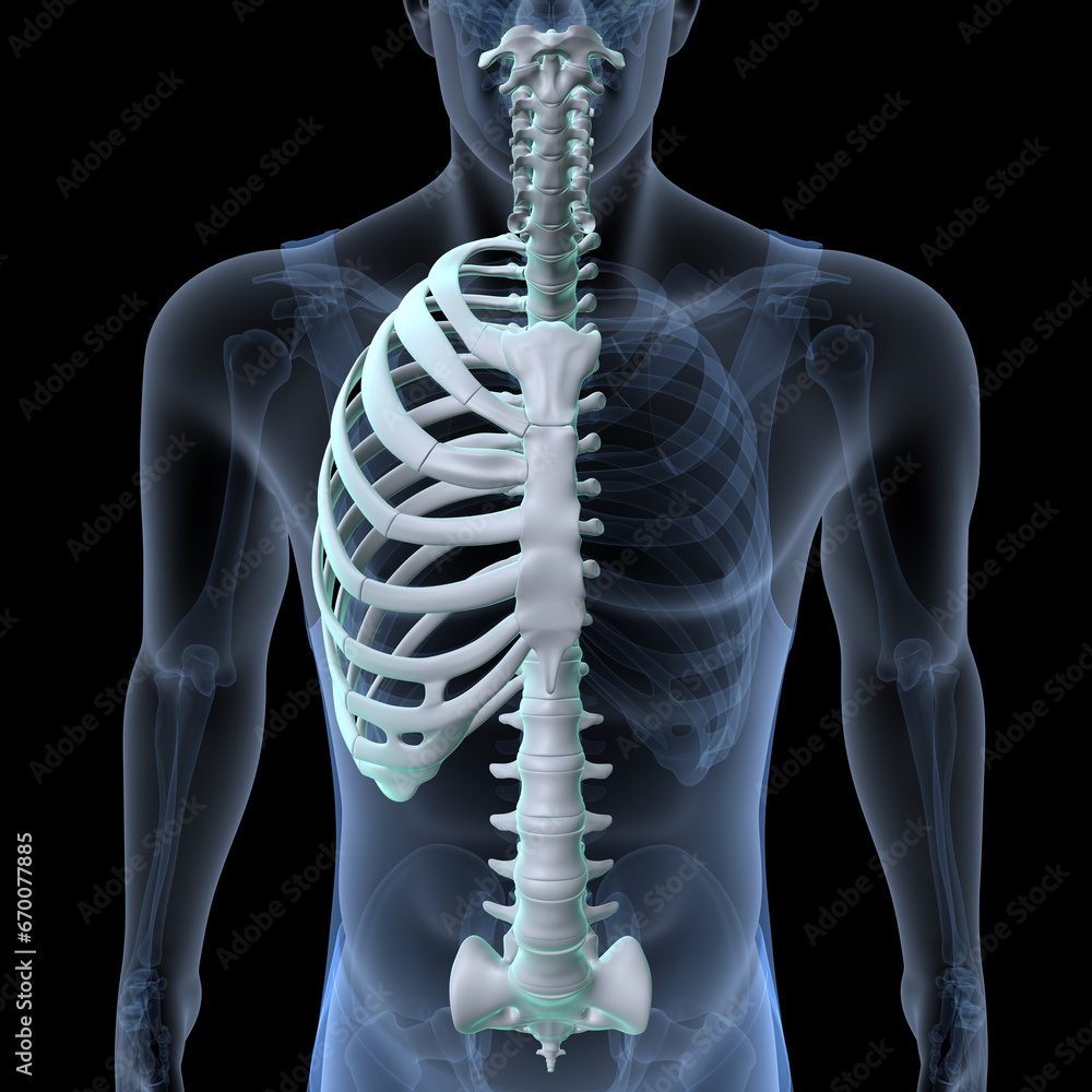 human skeleton scapula,ribs,sternum and manubrium anatomy. 3d ...