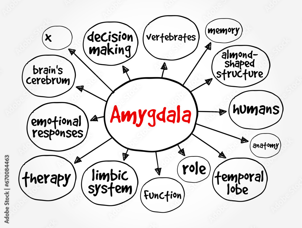 Amygdala is the integrative center for emotions, emotional behavior ...