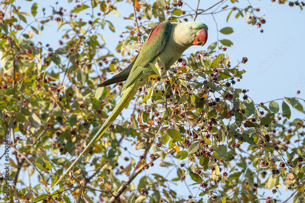 Alexandrine parakeet, Alexandrine parrot - Psittacula eupatria female ...