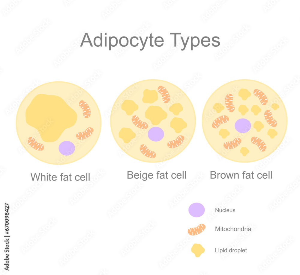 The type of fat cell or adipocyte (adipose cell) : White, Beige and ...