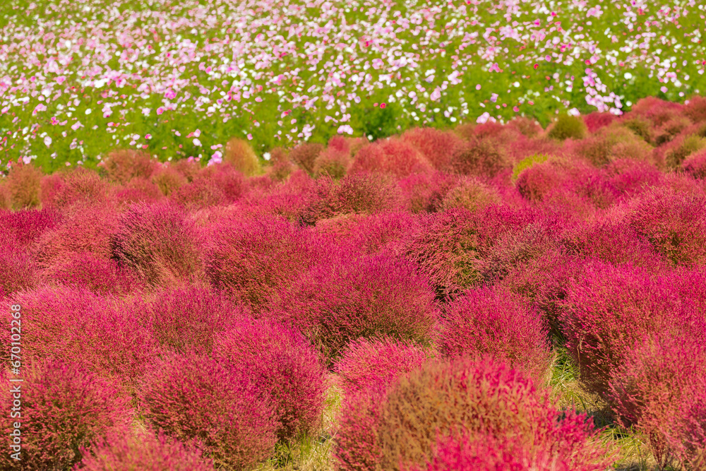 コキアの紅葉（ひたち海浜公園） Stock Photo | Adobe Stock