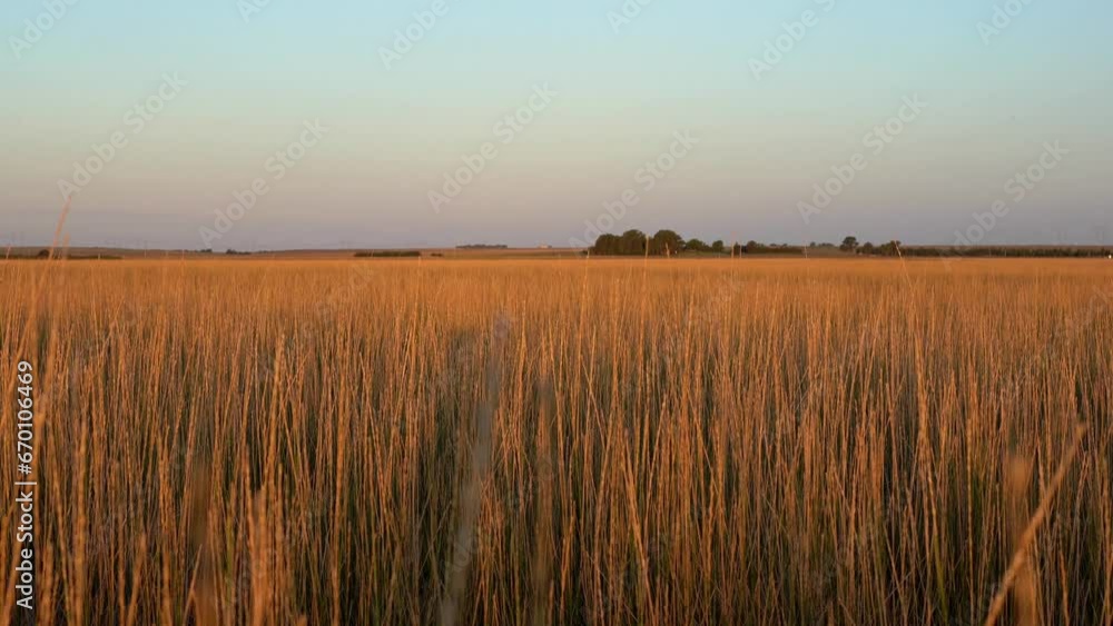 High grasslands of the Pampas plains of Argentina with golden sunset ...