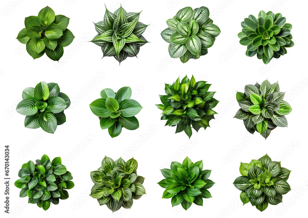 Collection of different houseplants, top view, for design or decoration ...