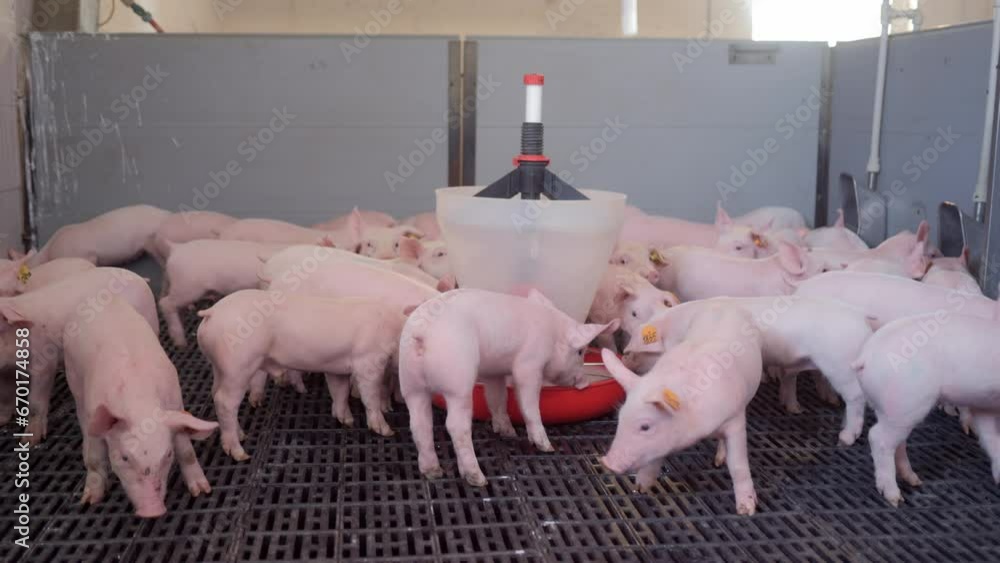 Pig farm. Cute animals. Small piglets eat. Pink Baby Pigs. Piglets eat ...