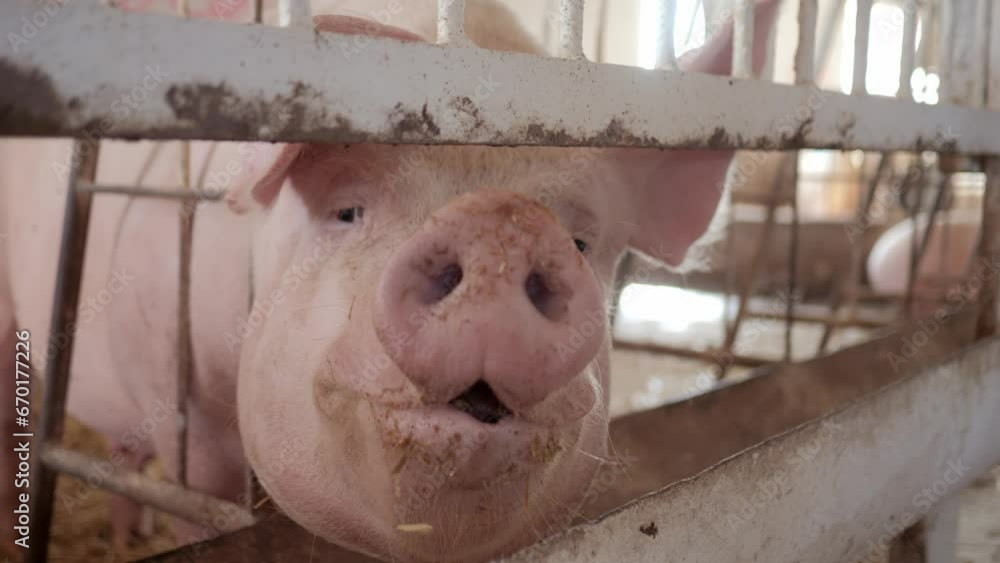 Pig close-up. Farm animal. Pig muzzle. Pig farm. Animal husbandry. Huge ...