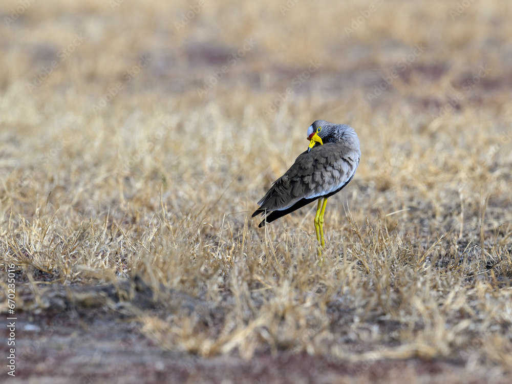 Wattled Lapwing,Vanellus senegallus,beautiful, bird, bushes, cap, crest ...