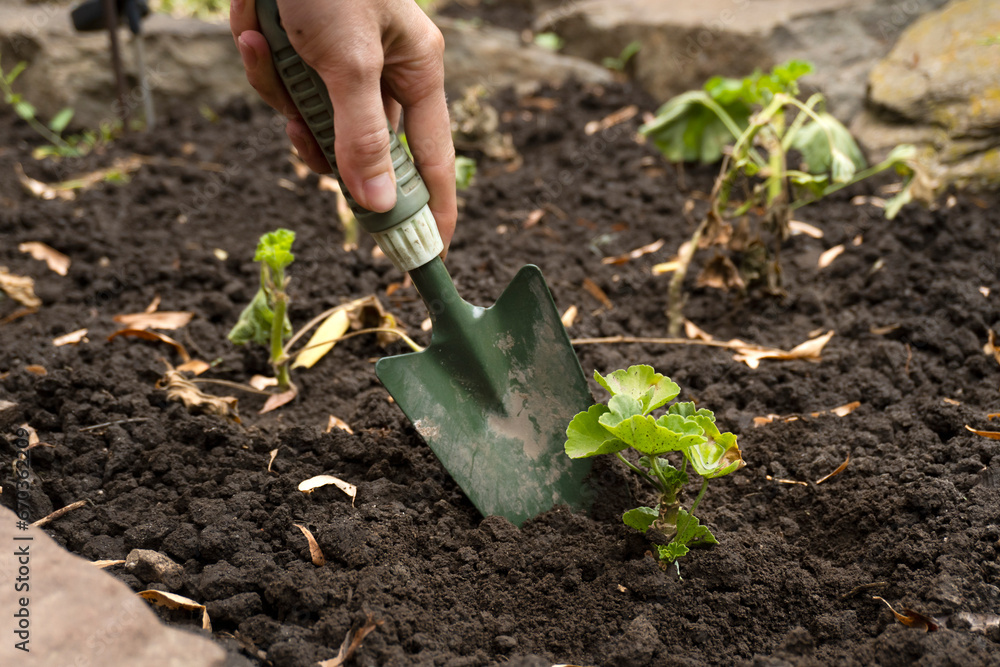 Girl gardener takes care of plants in a flower bed in the garden. Stock ...