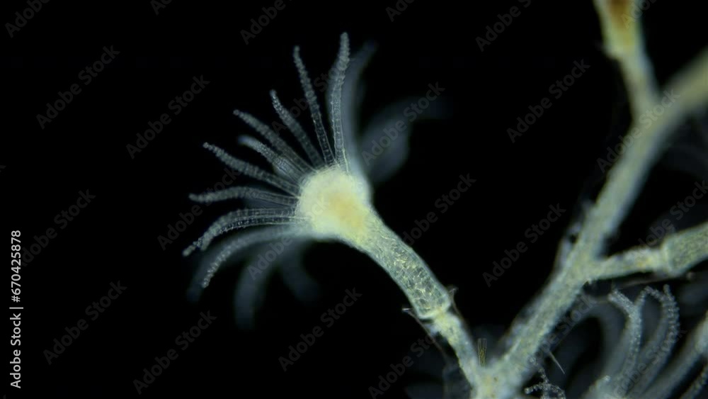 Hydrozoa polyp of Leptothecata order under microscope, possibly genus ...