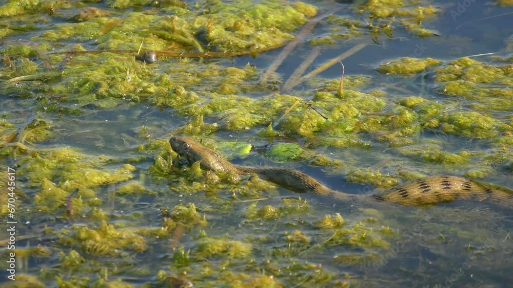 Dice Snake (Natrix tessellata) is resting on floating aquatic plants ...